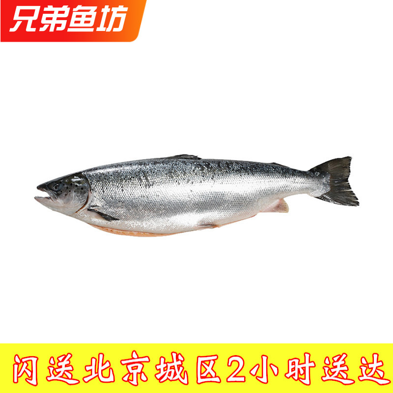 10-13斤/条挪威进口冰鲜纯鲜新鲜三文鱼整条三文鱼生鱼片