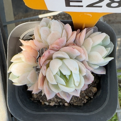 原始冰莓e28满十八包邮