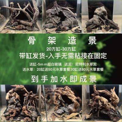 无需二氧化碳水兰类新手推荐造景