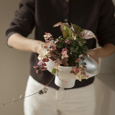 绚烂多彩的小众绿植盆景四季养护