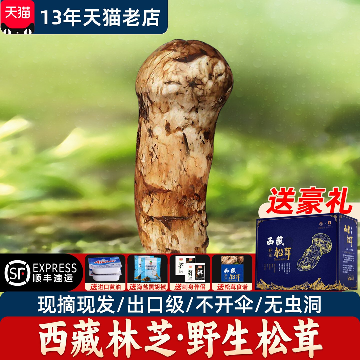西藏新鲜松茸野生林芝松茸菌菇未开伞礼盒装松菌12~14CM鲜松茸菌