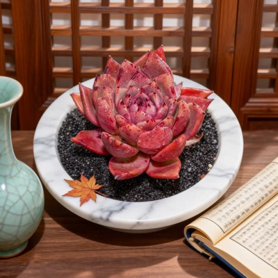 0159-巴松宝石-从前慢花园东云系多肉植物