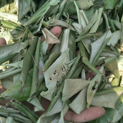 中药材胡秃子叶野生蒲颓叶晒干胡颓子叶胡颓叶羊奶叶中药材500克