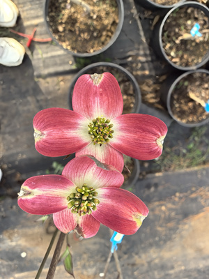 四照花多品种红花花叶白花庭院花园栽植绿植花卉