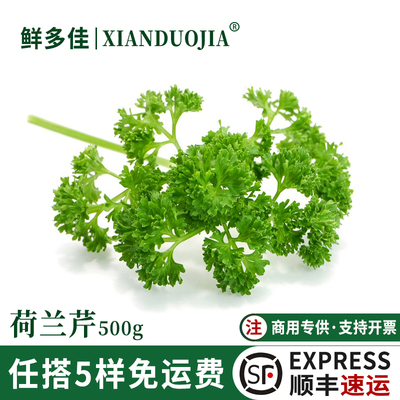 新鲜荷兰芹蕃茜洋芫荽法香香菜