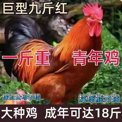 纯种1.5斤九斤公鸡活苗半大红公鸡红玉380阉鸡k9小鸡活苗土鸡活苗