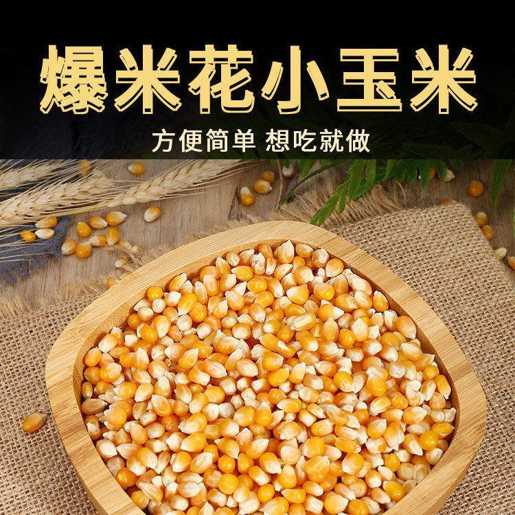 山东农家自种圆形小玉米粒玉米爆米花原料1斤散装杂粮零食