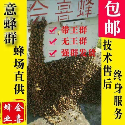 意蜂蜂群出售产王群蜂疗意大利