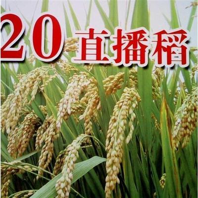 旱稻种子高产临旱1号山地丘陵旱地直播常规稻谷水稻旱谷种子旱地