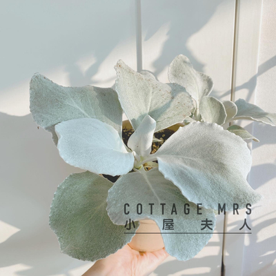 天使之翼盆栽阳台美观