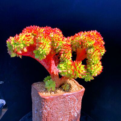 云南好养多肉蒂亚缀化群生老桩悬崖花卉绿植盆栽大棚基地