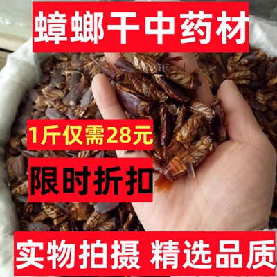 蟑螂中药材正品精选500g散装美洲大蠊干货小强滑虫偷油婆天然无硫