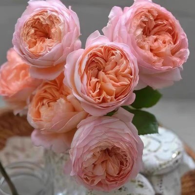 河本果酱杏色大花丰花