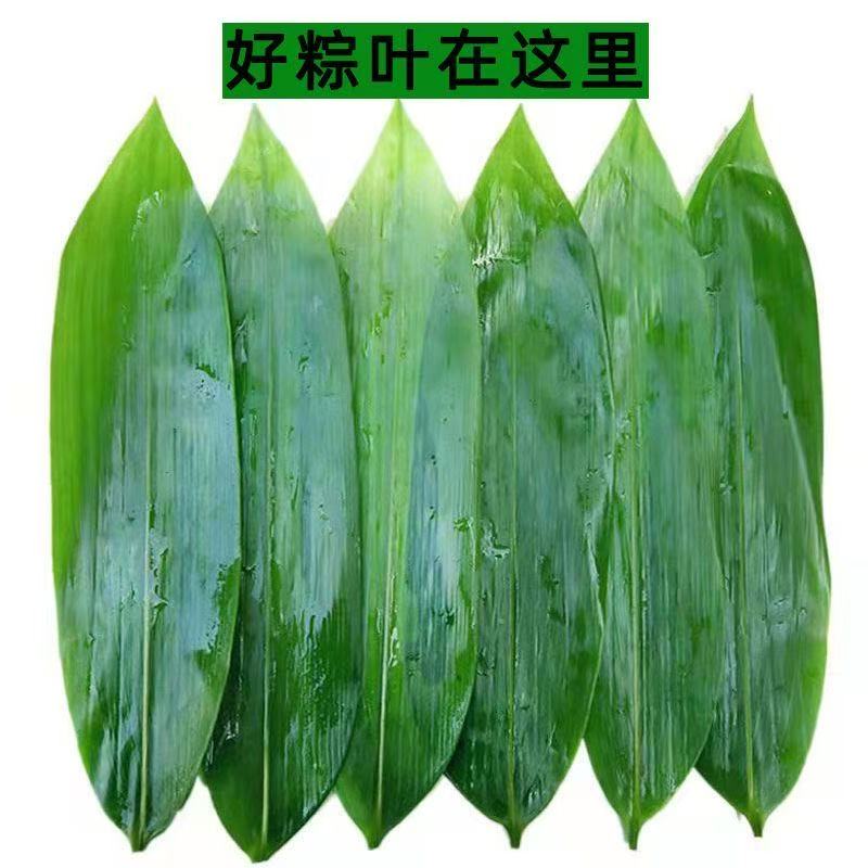 粽子叶新鲜大粽叶包粽子用野生天然家用真空粽子叶箬竹叶批发新叶