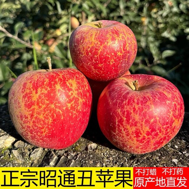 云南昭通冰糖心丑苹果现摘新鲜苹果脆甜红富士10斤1箱包邮