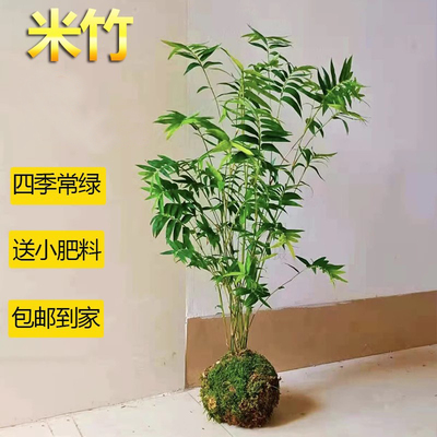 日本茶台盆栽矮化米竹植物