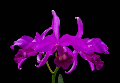 原种卡特兰  红色劳伦斯Cattleya lawrenceana洋兰花卉盆栽卡特兰