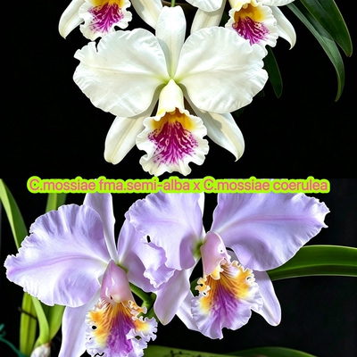 CS2306半白交蓝莫西卡特兰C.mossiae（semi-alba x coerulea）