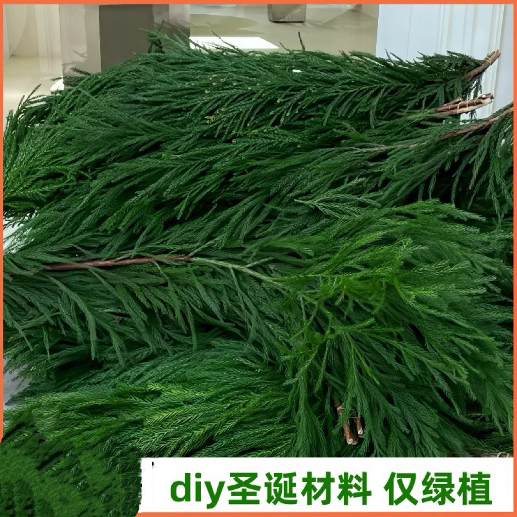 圣诞松树枝鲜切枝手工制作装饰圣诞花环圣诞节水松树枝