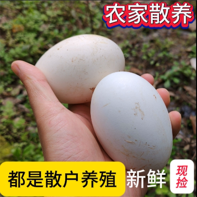 新鲜土鹅蛋农民家家放养四川
