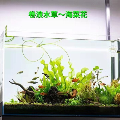 大卷浪水草鱼缸主景草