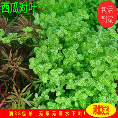 西瓜对叶水草小对叶自养中小圆叶