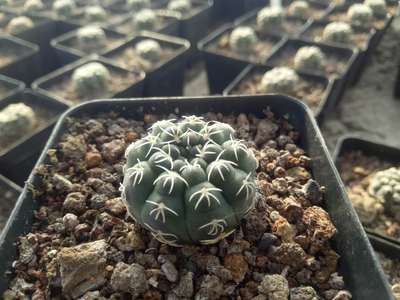 漳州嘟嘟仙人球【白刺种子