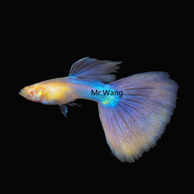 循鱼MrWang天使彩虹粉精品孔雀鱼