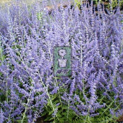 无性系分药花  蓝色尖塔  多年宿根 耐寒花园植物
