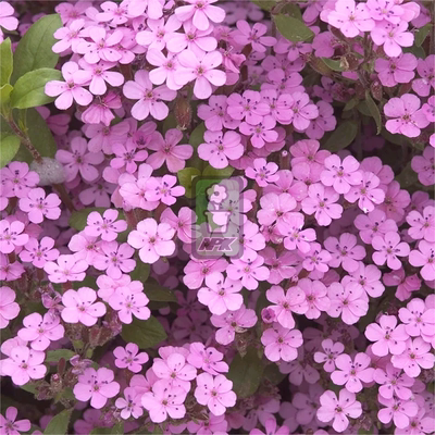 岩生肥皂草Saponaria Ocymoides多年宿根 耐寒花园植物  万花镜