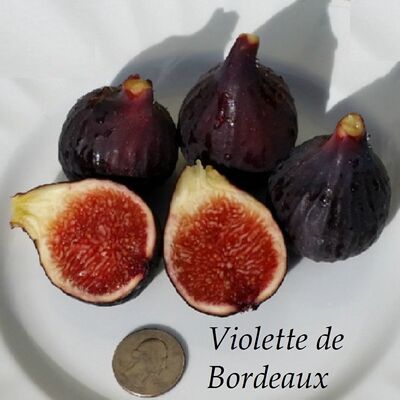 盆栽无花果 紫色波尔多Ficus carica 'Violette de Bordeaux'
