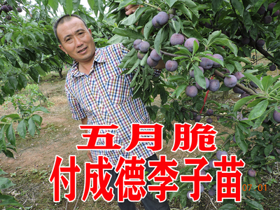 四川五月脆付成德五月脆早熟