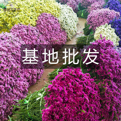 云南风干勿忘我干花花束