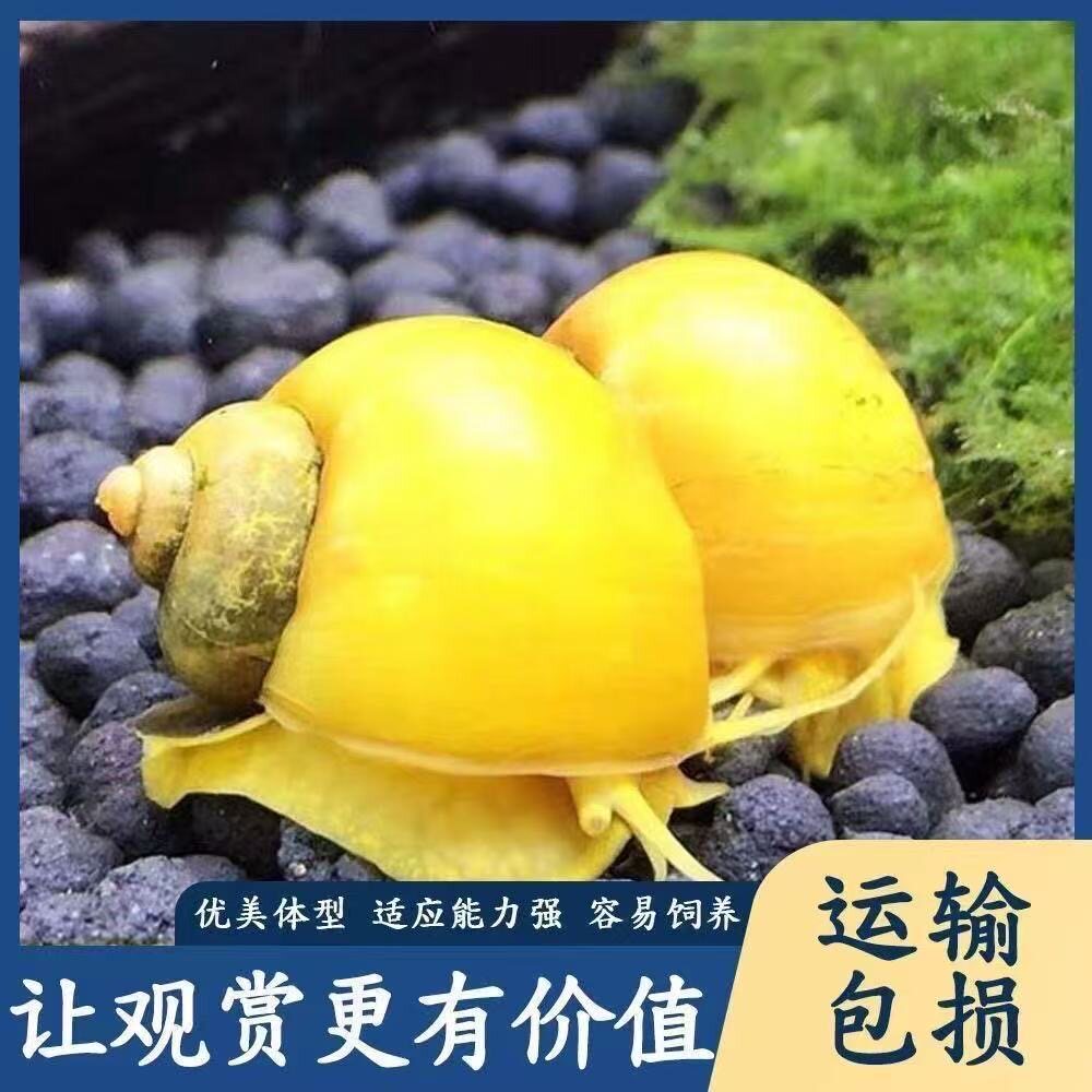 斑马螺蜜蜂角螺淡水黑金刚螺除藻螺马来黄金杀手螺鱼缸斑马螺鲍鱼