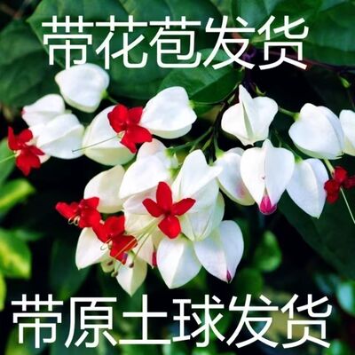 九龙吐珠盆栽四季开花好养