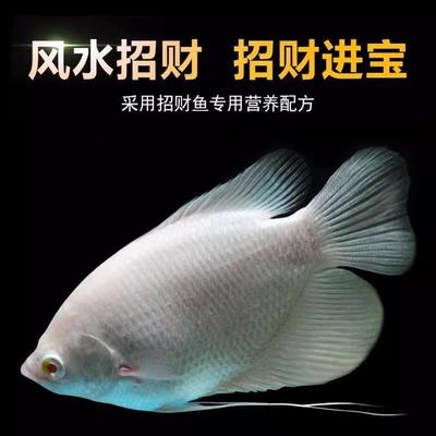 招财鱼古代战船活体大型观赏鱼