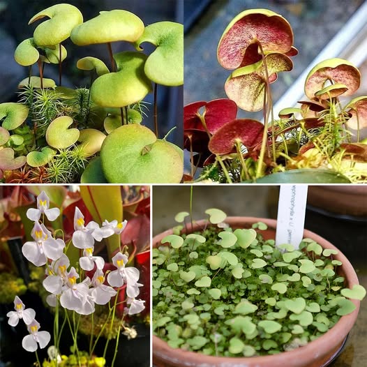 食虫植物--爱心 桃心狸藻 Hearts Bladderwor 食虫草狸藻开花