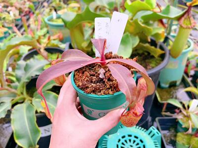 佛山实物图--4号劳氏诺斯维奇交劳氏维奇包希×高棉风铃猪笼5号个