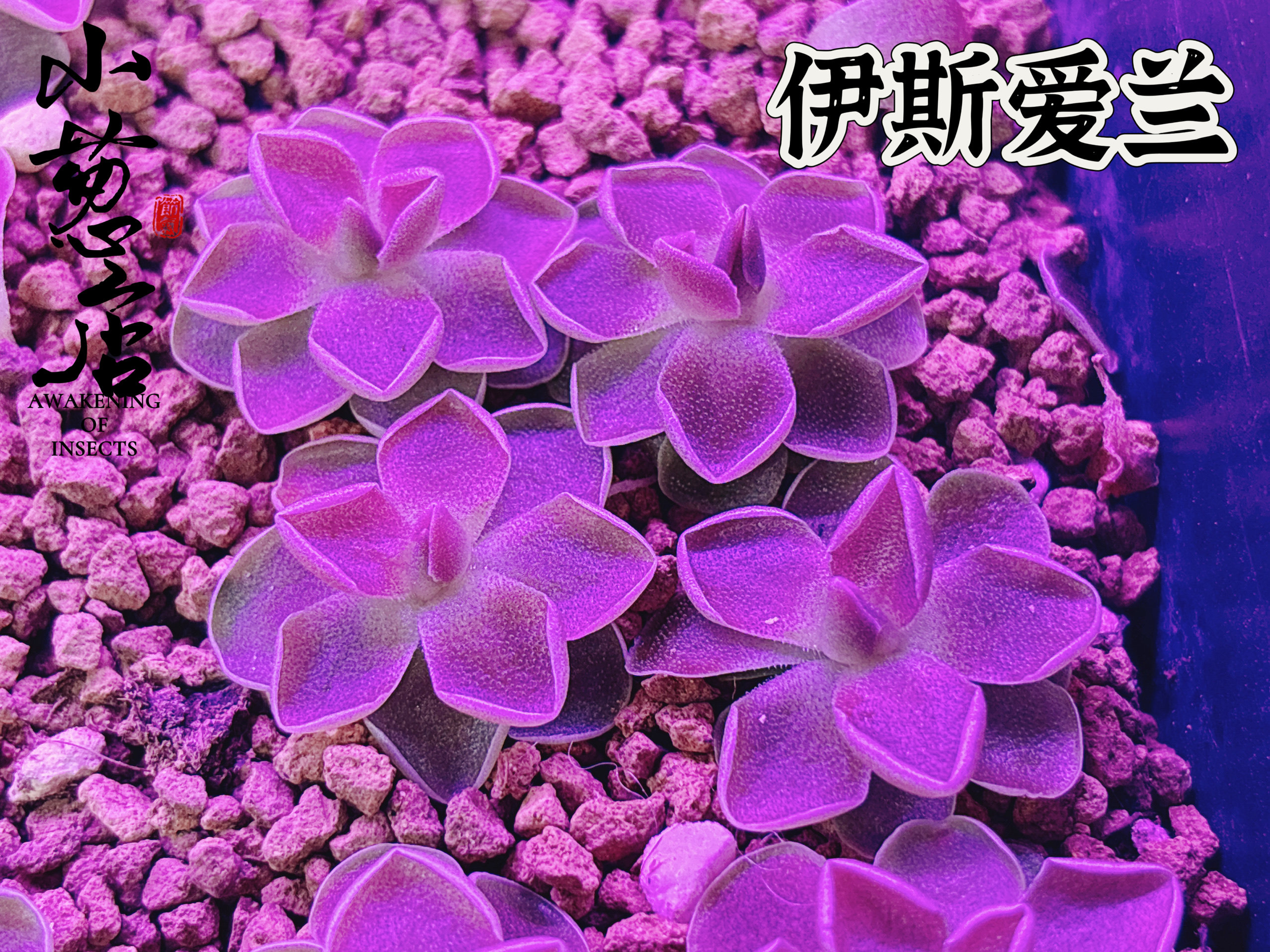 食虫植物--伊斯基尔潘爱兰捕虫堇粉色食虫多肉可爱造景