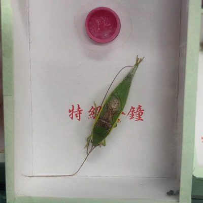 新到野生绿金钟联口