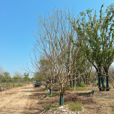 乌桕丛生乌桕原生拼栽移栽