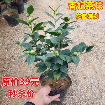 香妃茶花阳台香妃满树花苞