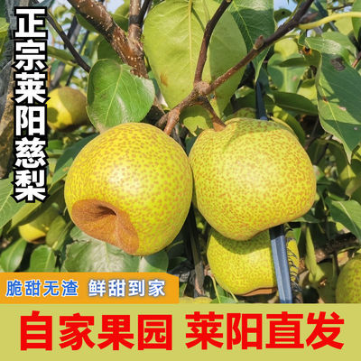 正宗山东莱阳梨慈梨新鲜茬梨非砀山梨非秋月梨薄皮丑脆甜慈梨礼盒