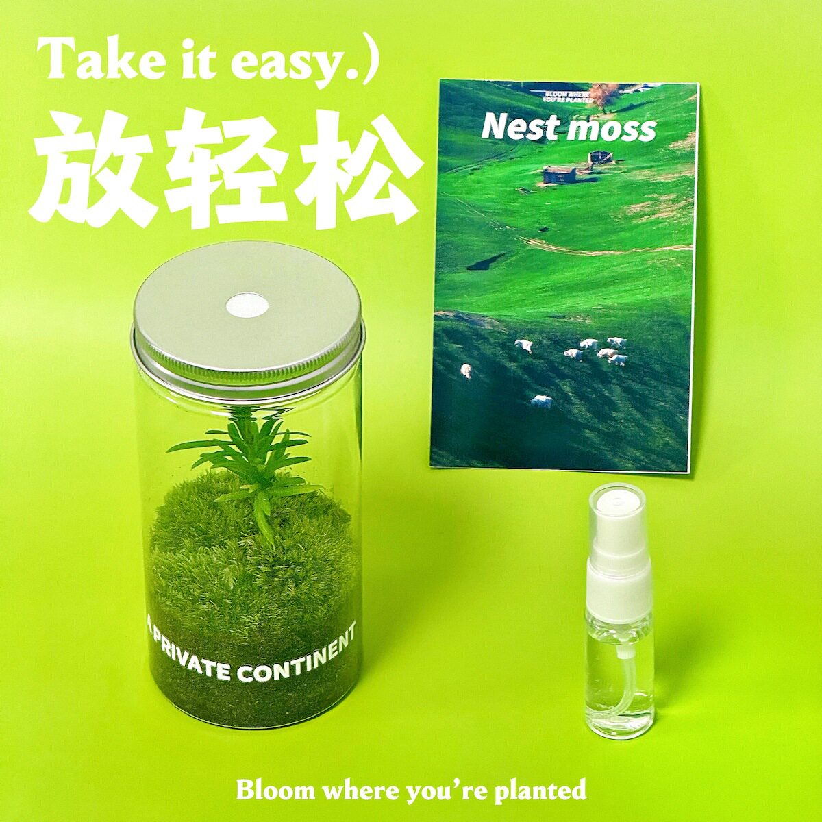 罗汉松生态瓶小盆栽苔藓微景观室内绿植罐头绿色植物创意礼物