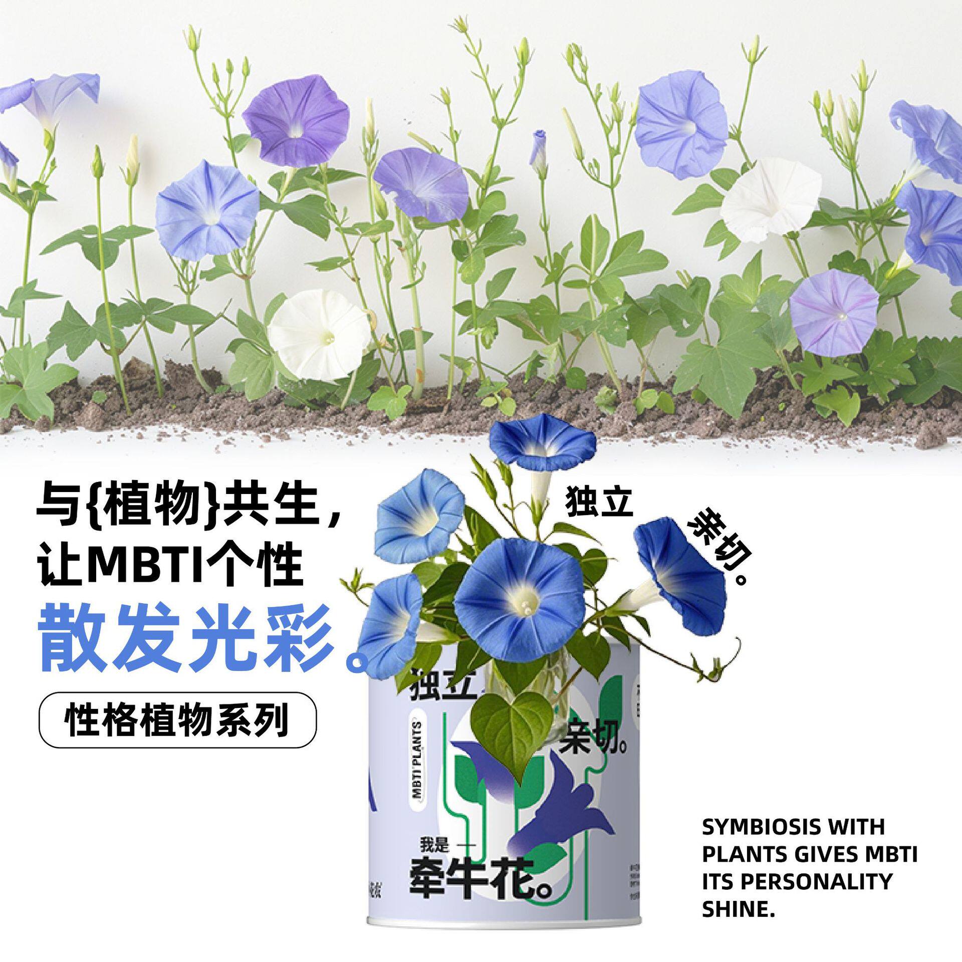 植物性格种植杯喇叭花室外爬墙矮牵牛种子混色开花籽不断盆栽花