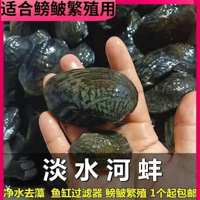 河蚌淡水鳑鲏繁殖专吃鱼龟粪便