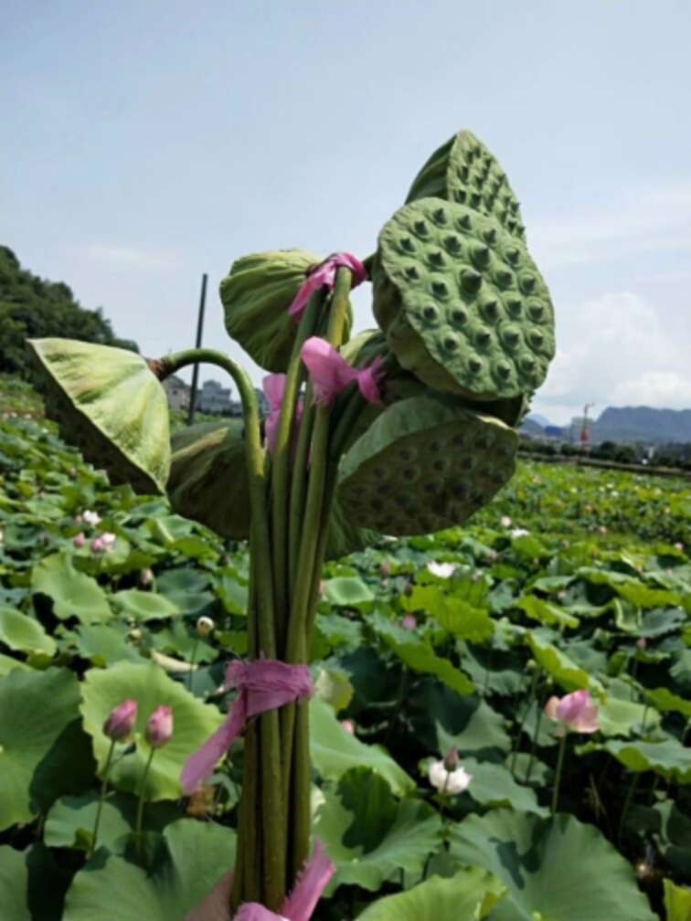 武义宣莲新鲜莲蓬莲子生吃现摘野生当季时令孕妇水果甜嫩30朵包邮