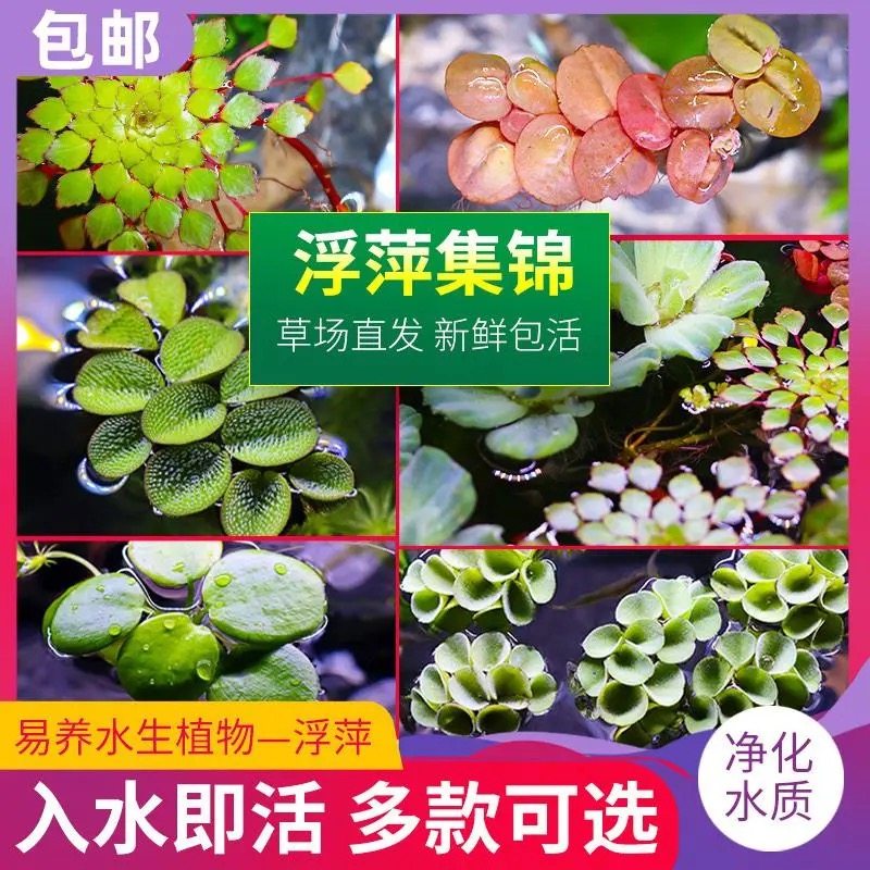 包邮鱼缸水草族箱造景水葫芦龙眼叶水芙蓉浮萍蜈蚣草芝麻萍狐尾