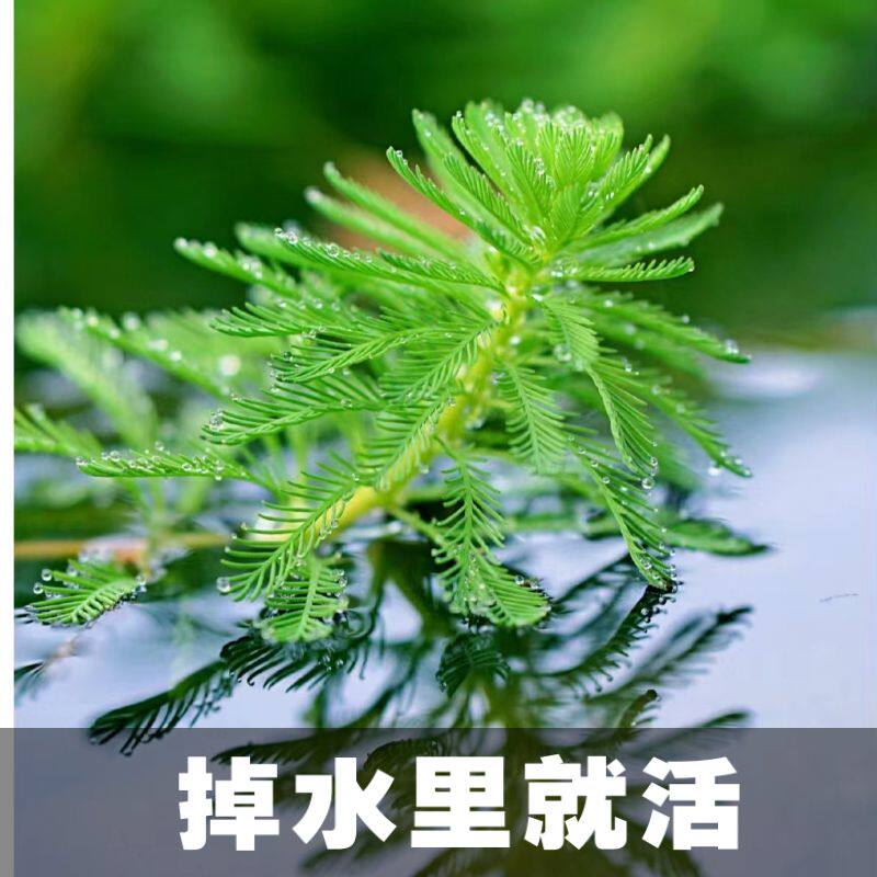 狐尾藻狐尾草水生绿植物培养殖场虎尾水草质净化水族直销批发鱼池
