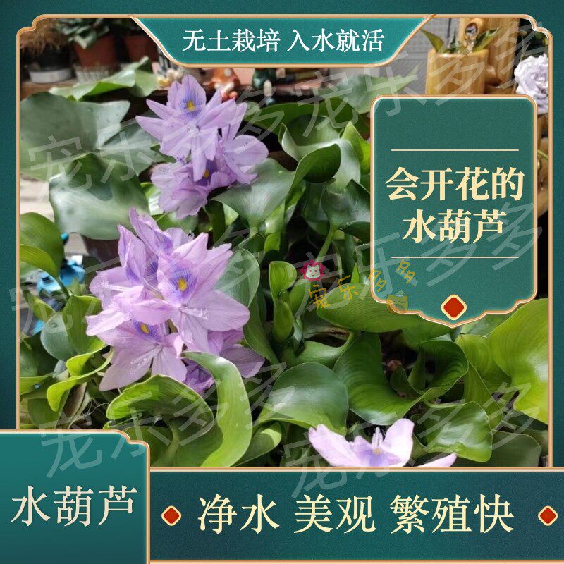 水葫芦水芙蓉水浮莲浮萍水草植物水生种子养龟养鱼养殖用品造景缸